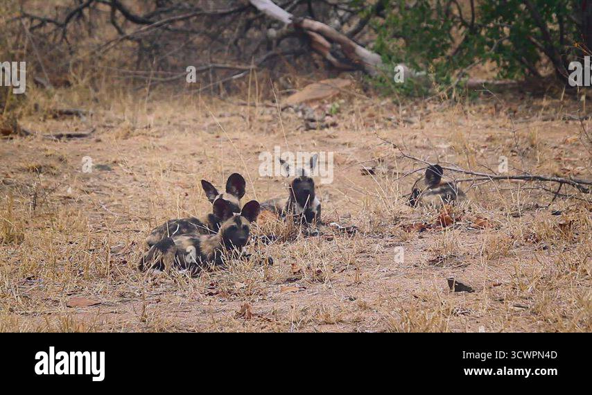 African wild dog in Kruger National park, South Africa Stock Video ...