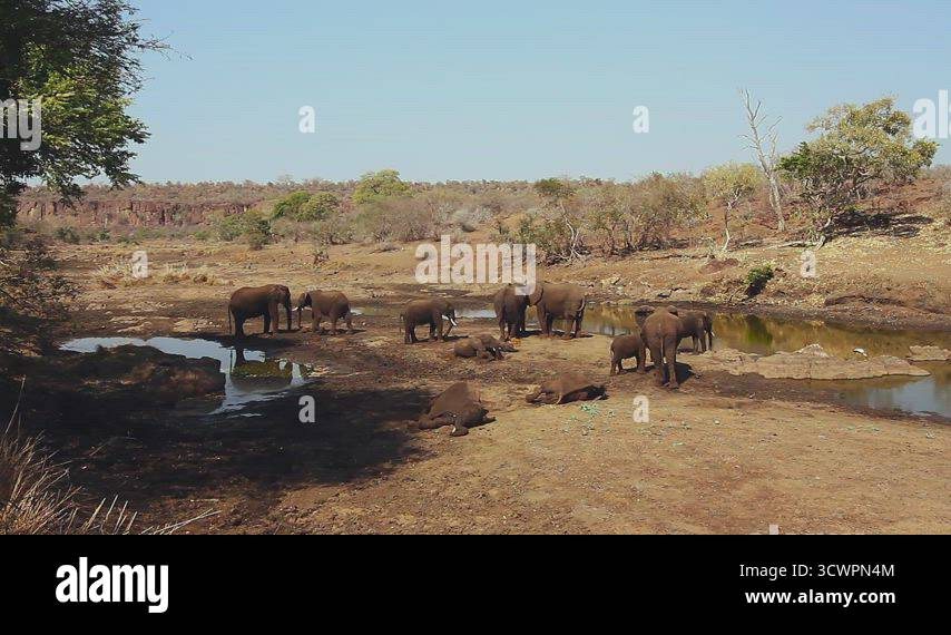 African bush elephant in Kruger National park, South Africa Stock Video ...