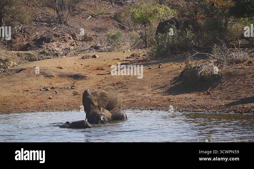African bush elephant in Kruger National park, South Africa Stock Video ...