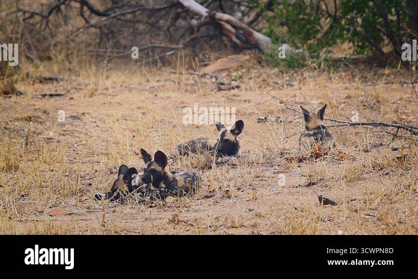 African wild dog in Kruger National park, South Africa Stock Video ...
