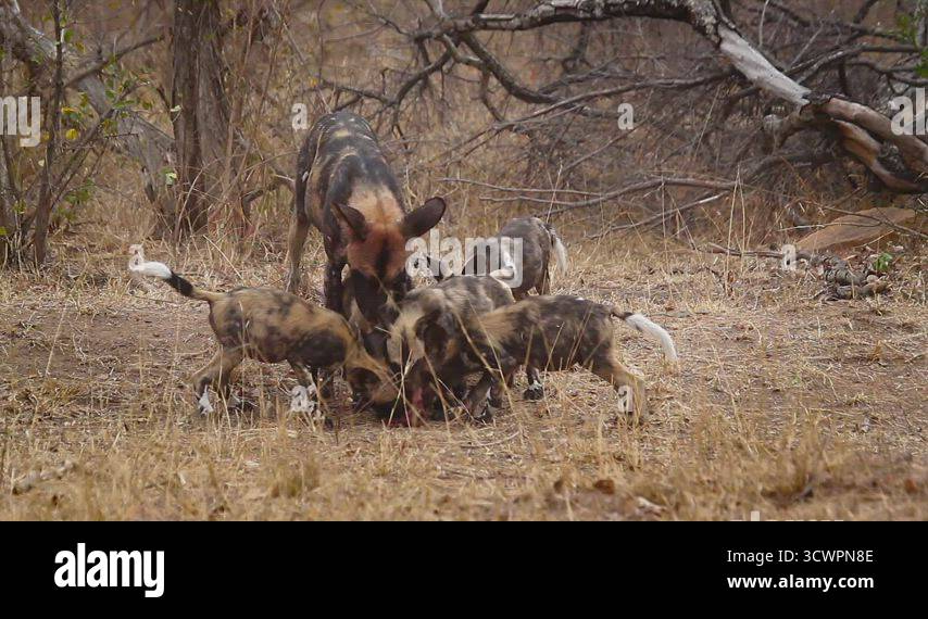 African wild dog in Kruger National park, South Africa Stock Video ...