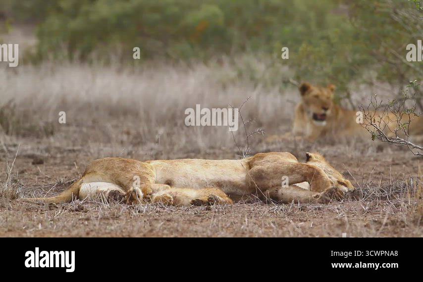 African lion in Kruger National park, South Africa Stock Video Footage ...