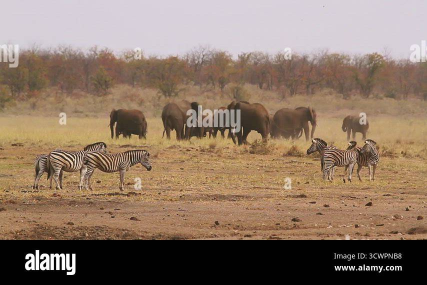 African bush elephant in Kruger National park, South Africa Stock Video ...