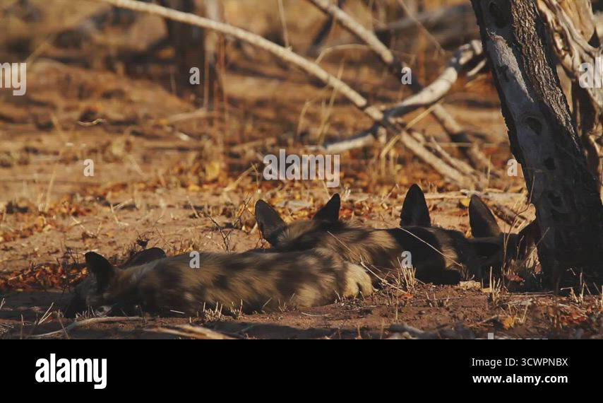 African wild dog in Kruger National park, South Africa Stock Video ...