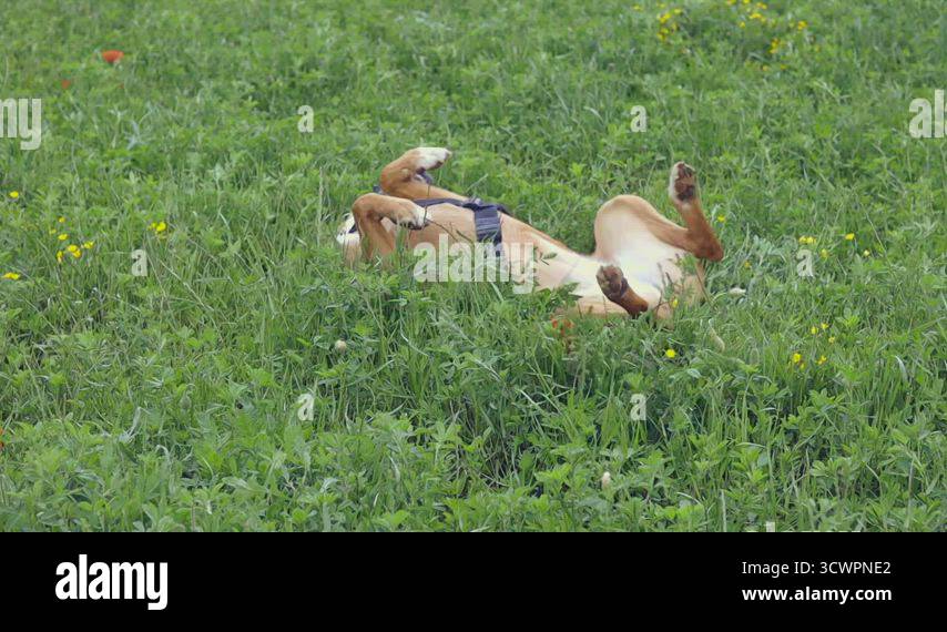 Very happy brown dog on the meadow at springtime Stock Video Footage ...