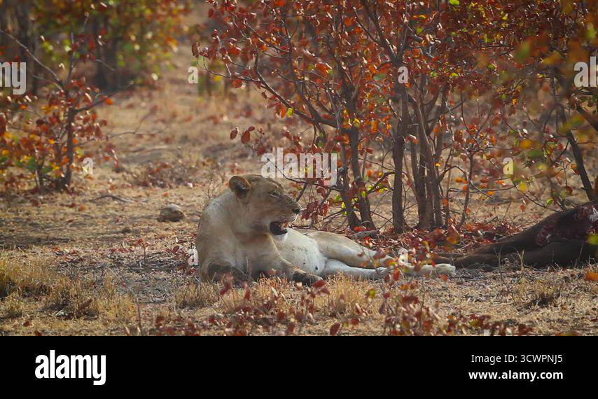 African lion in Kruger National park, South Africa Stock Video Footage ...