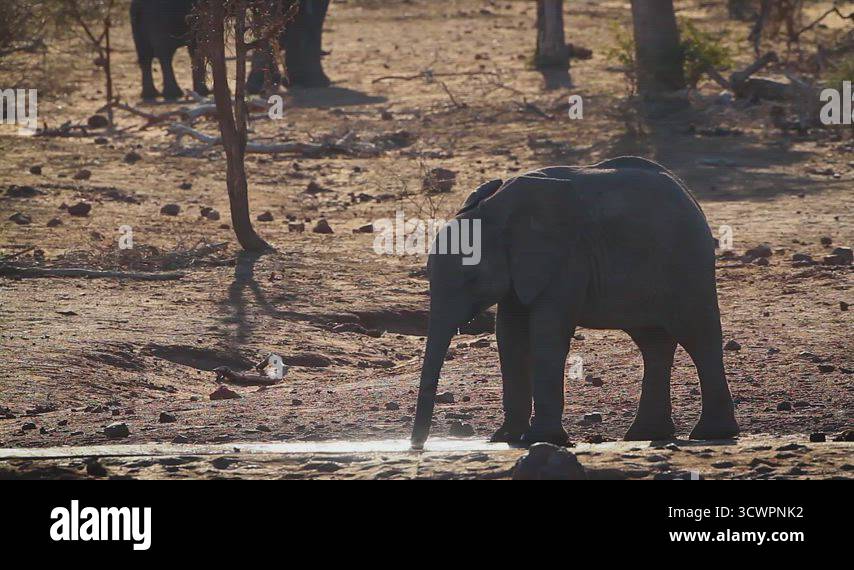 African bush elephant in Kruger National park, South Africa Stock Video ...