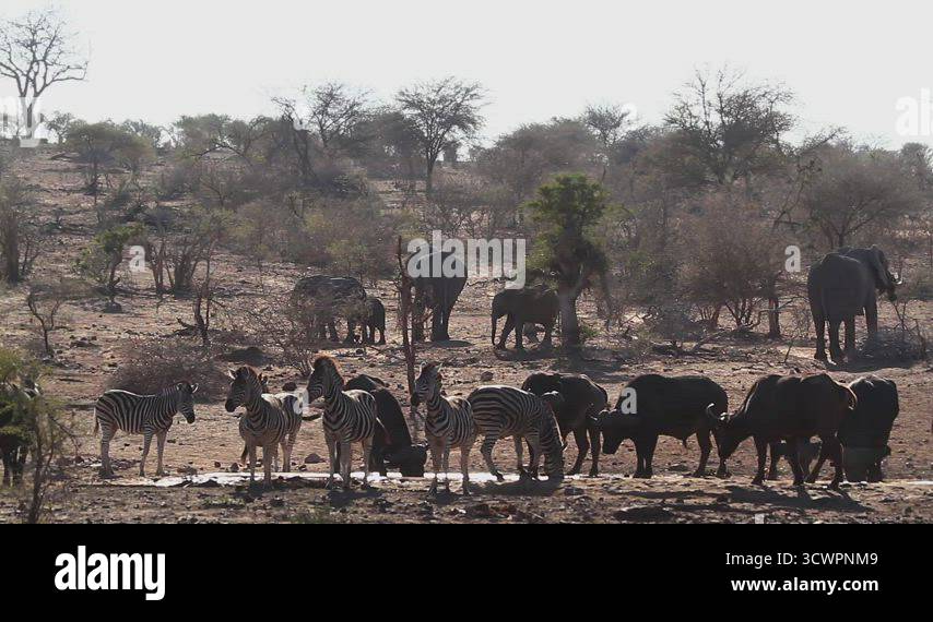 African buffalo, african elephant and zebra in South Africa Stock Video ...