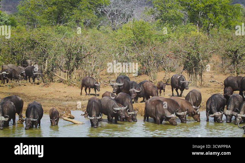 African buffalo in Kruger National park, South Africa Stock Video ...