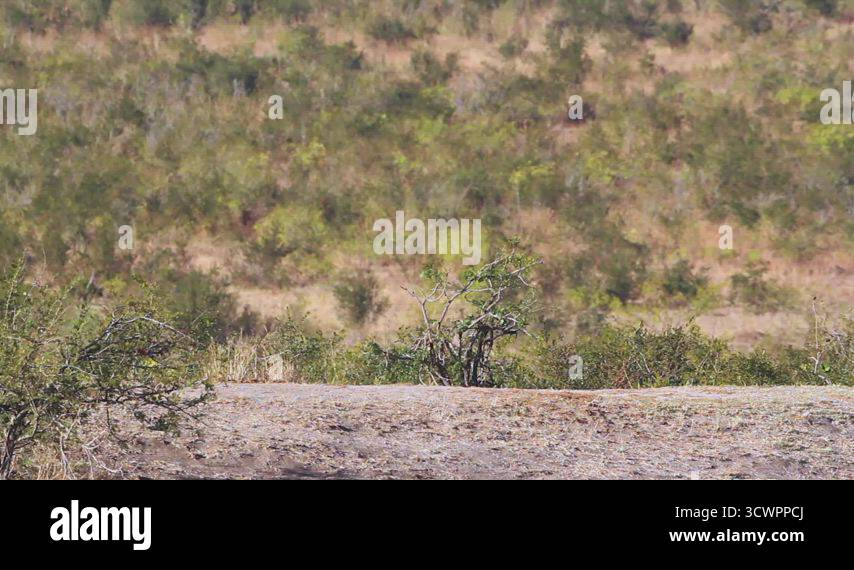 African bush elephant in Kruger National park, South Africa Stock Video ...