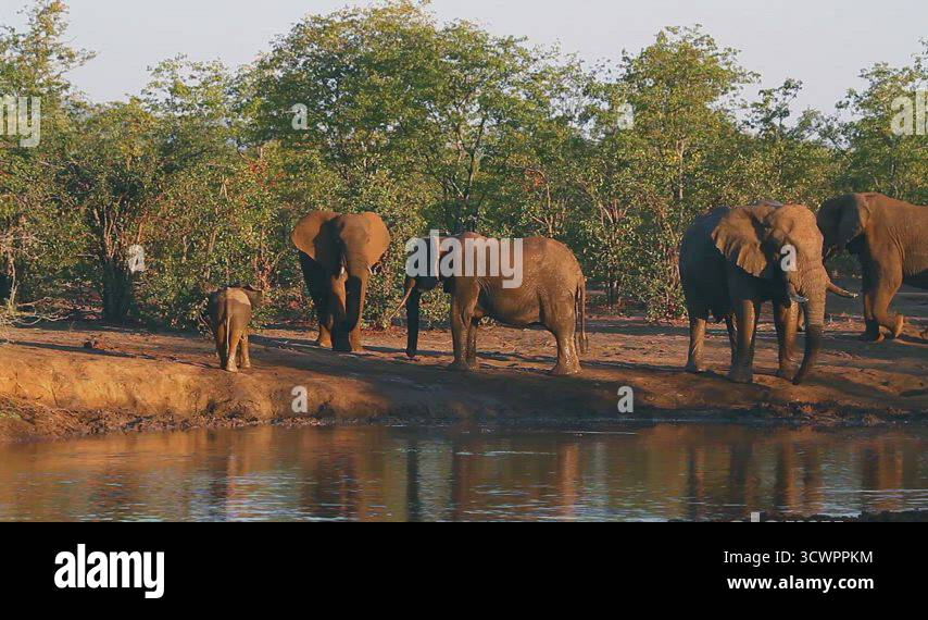 African bush elephant in Kruger National park, South Africa Stock Video ...