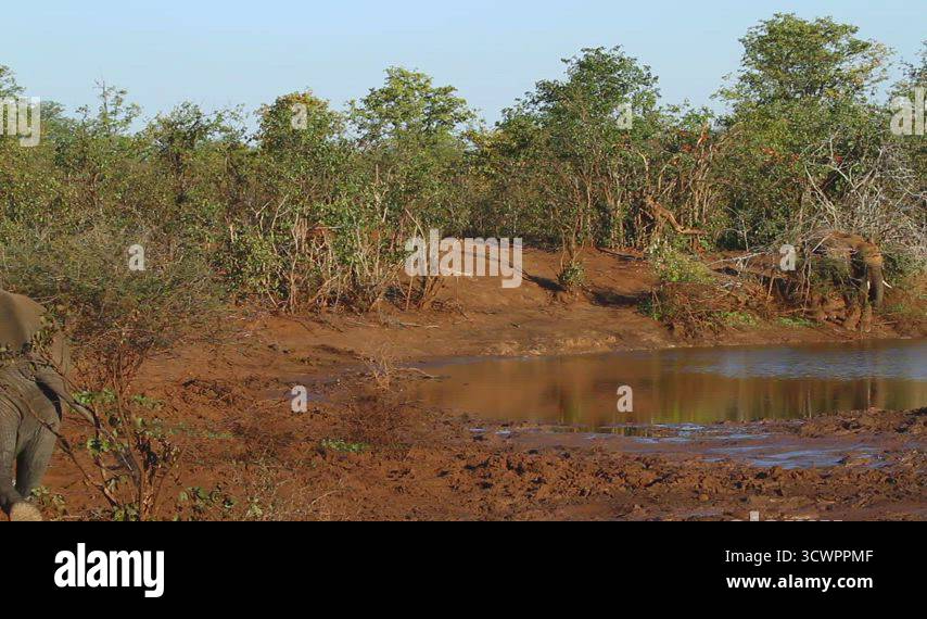 African bush elephant in Kruger National park, South Africa Stock Video ...