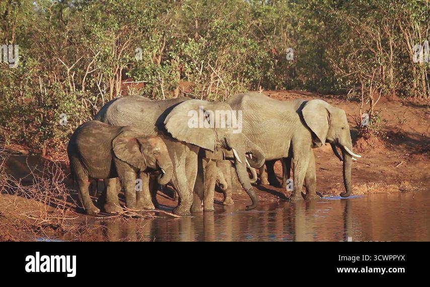 African bush elephant in Kruger National park, South Africa Stock Video ...