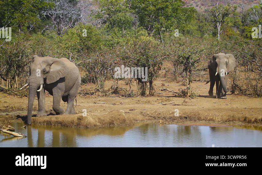 African bush elephant in Kruger National park, South Africa Stock Video ...
