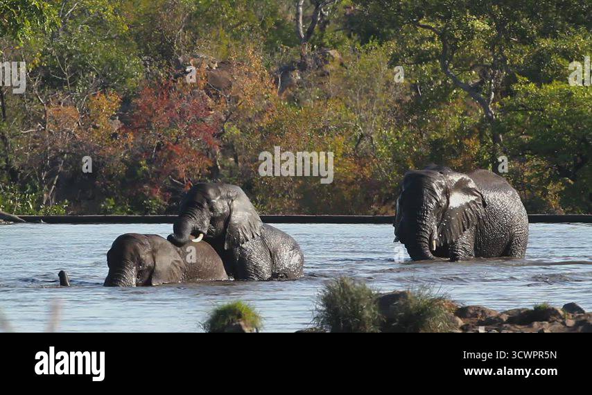 African bush elephant in Kruger National park, South Africa Stock Video ...
