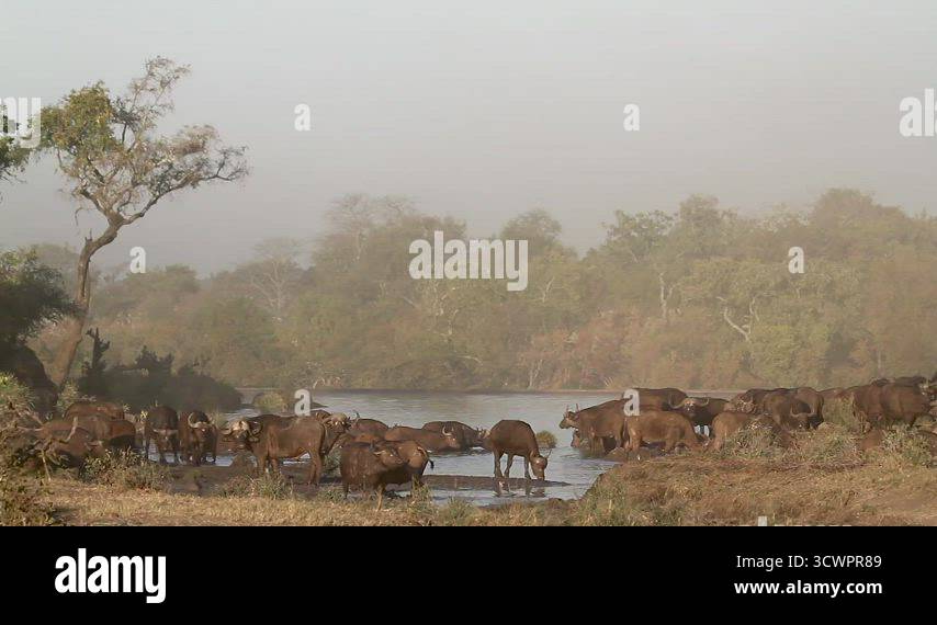 African buffalo in Kruger National park, South Africa Stock Video ...
