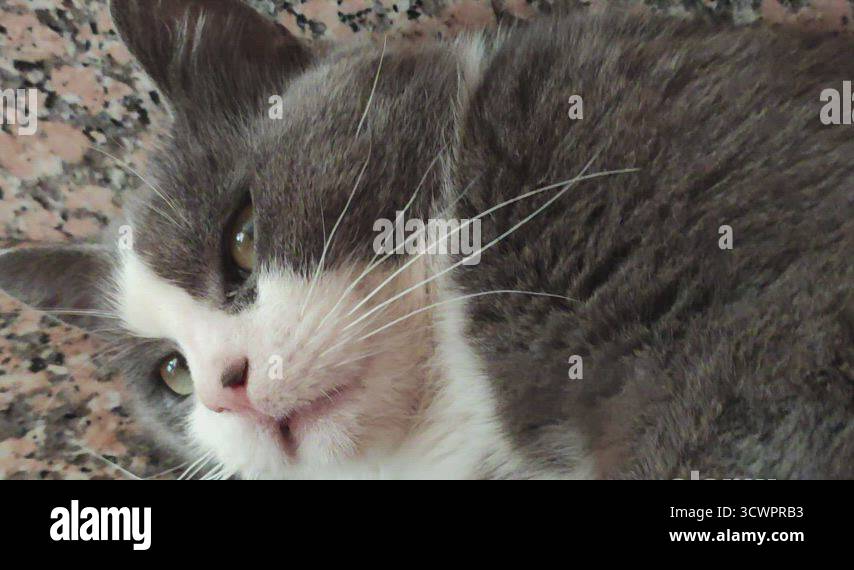 Caress the cat Stock Video Footage - Alamy