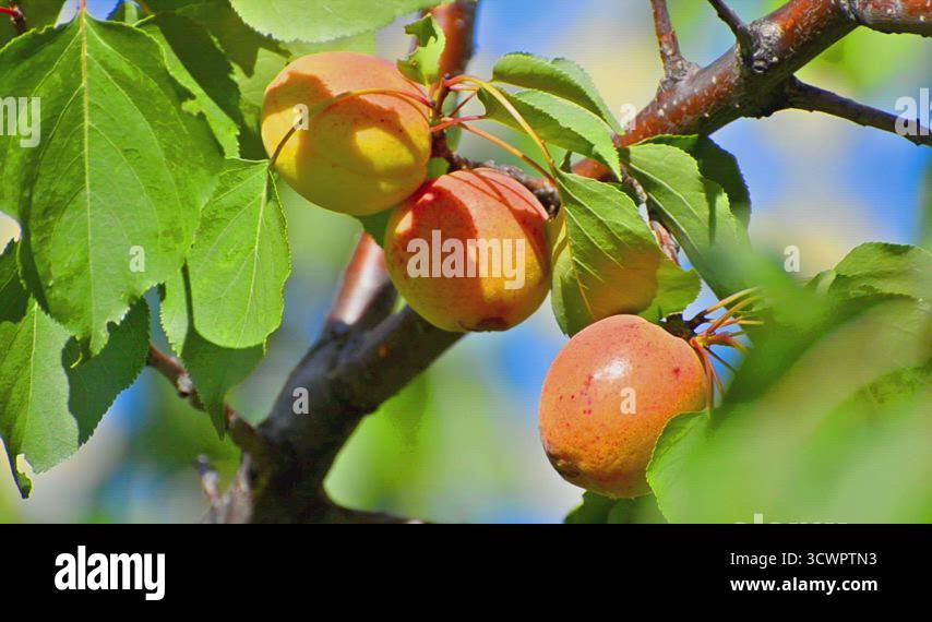 Branch of a tree studded with apricot fruit Stock Video Footage - Alamy