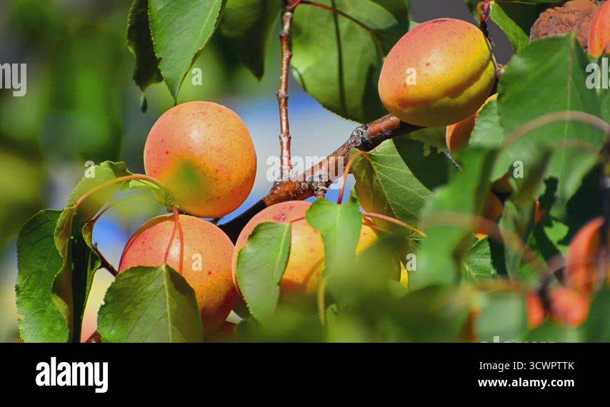 Apricot on tree ready for harvest Stock Video Footage - Alamy