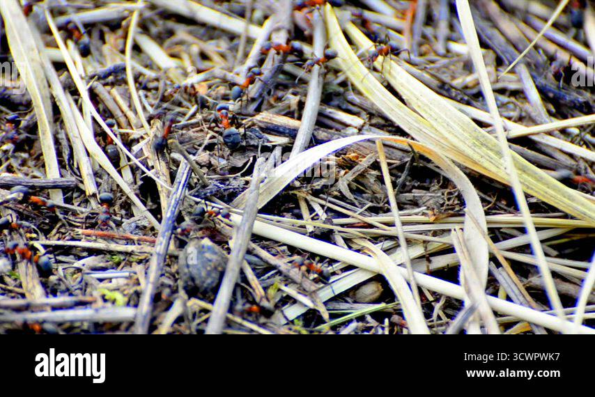 Working ants on anthill, panning shoot Stock Video Footage - Alamy