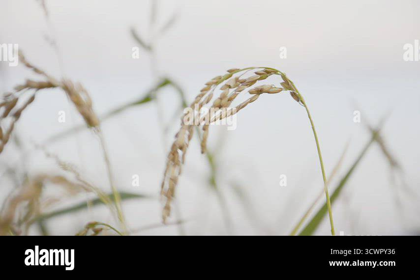 Mature rice with fully developed kernels ready to be harvested closeup ...