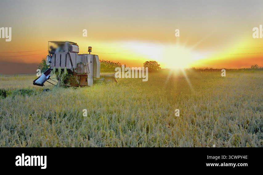 Harvesting at sunset - Stock Video. Farmer harvests the crop at sunset ...