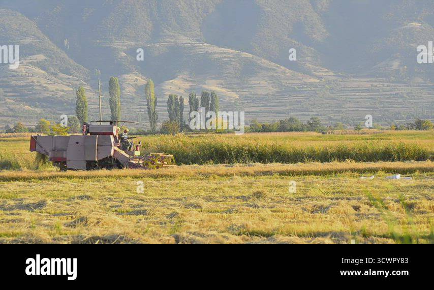 combines - Stock Video. Combine harvest head on against a background of ...