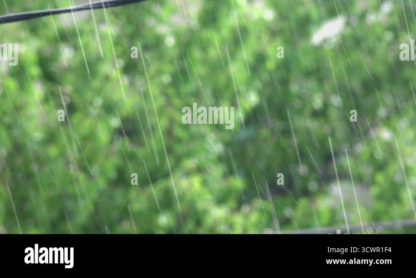 Tropical heavy rain in rainforest background. UHD 4K stock footage ...