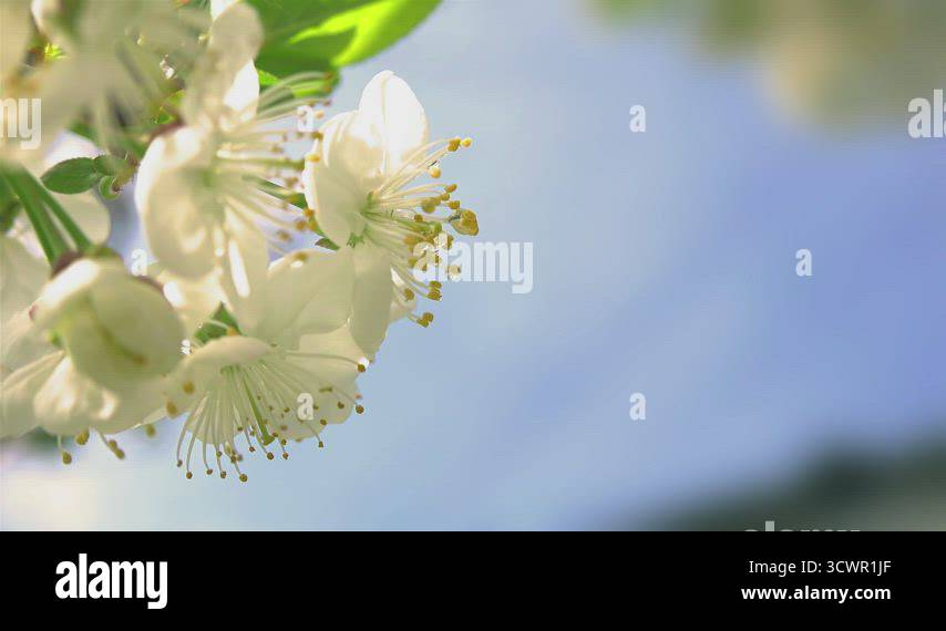 4K Springtime Blossoming Flowers Almond Trees 4K 3840 x 2160 ultra high ...