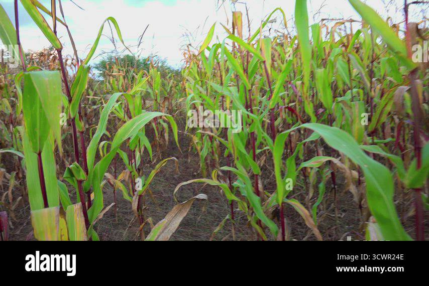 4k Steady walk along path between rows of fresh green maize, corn or ...