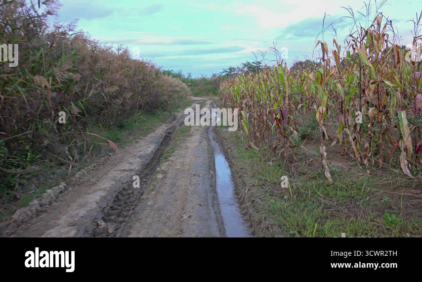 Corn farm rural road, Steadycam day shot. Sony 4K Stock Video Footage ...