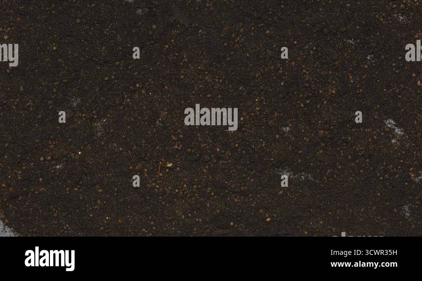 Spring Flowers Primula Gardening Activity Stock Video Footage - Alamy