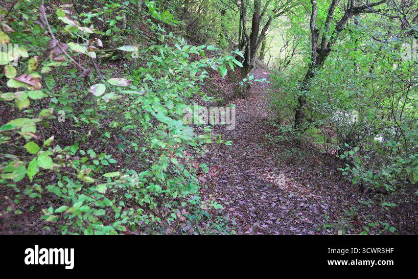 MTB Mountain bike downhill racer riding fast in the forrest, 4k ...