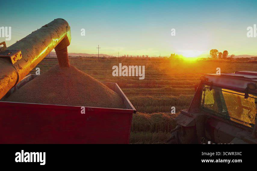 Agriculture Concept at sunset. Harvesting Seed Pouring Machinery ...