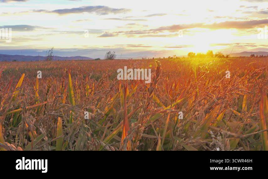 wheat field at sunset sunshine, steadycam Sony 4K stabilized shoot ...