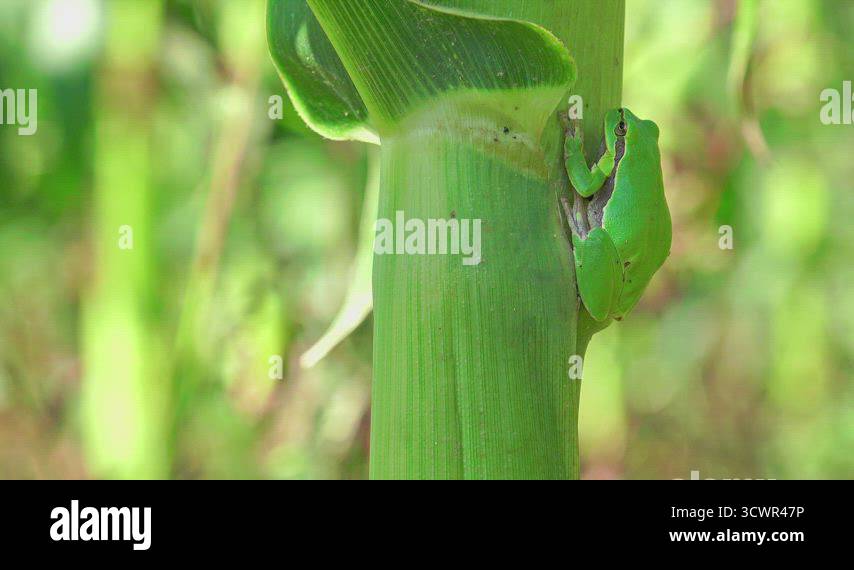 Frog on corn leaf close Stock Videos & Footage - HD and 4K Video Clips ...