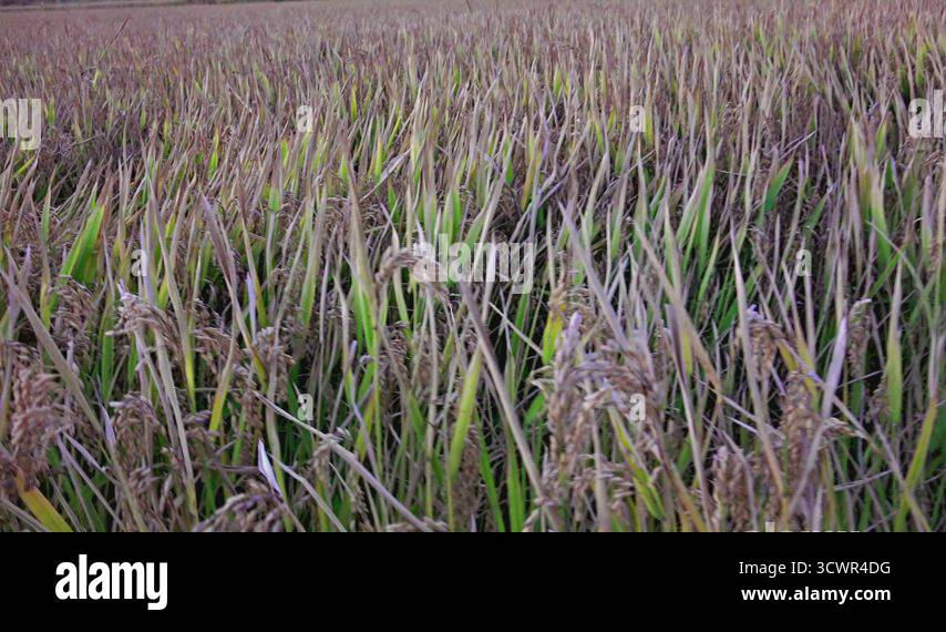 close up of the gold Rice field in farmland food, steadycam Sony 4K ...
