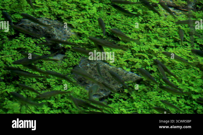 small fish in a river Stock Video Footage - Alamy