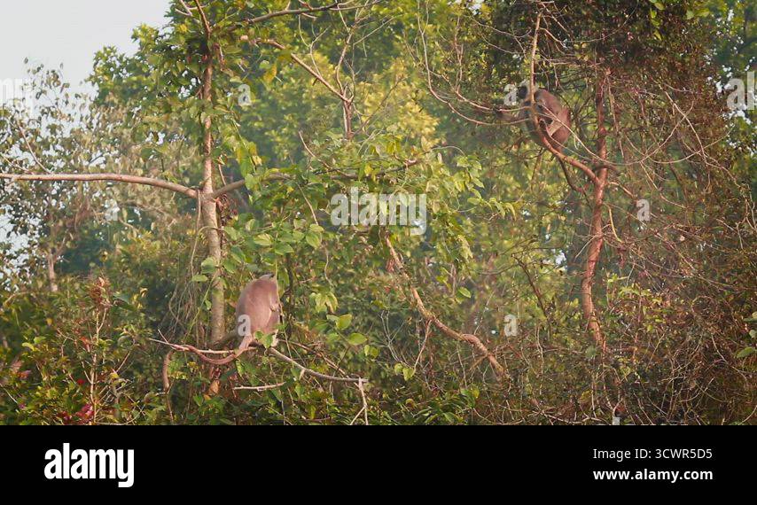 Hanuman langur monkey jumping Stock Videos & Footage - HD and 4K Video ...