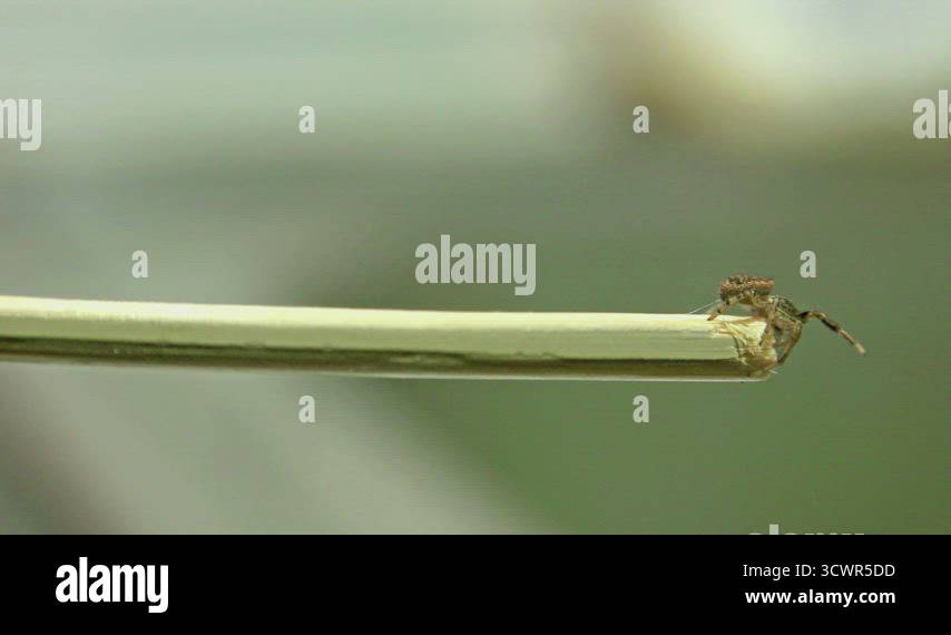 Side view big venomous spider Stock Videos & Footage - HD and 4K Video ...