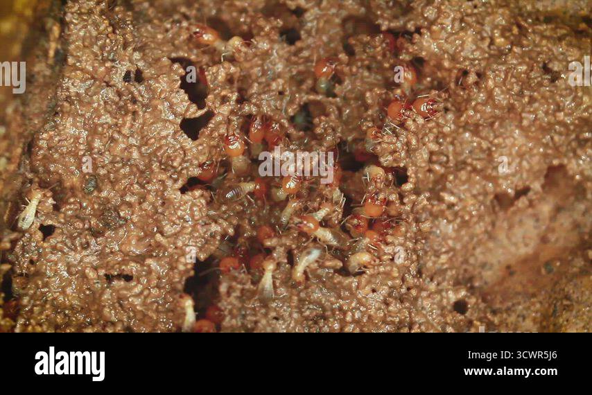 Termite in Bardia national park, Nepal Stock Video Footage - Alamy