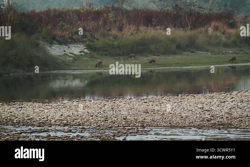 hog deer in Bardia national park, Nepal Stock Video Footage - Alamy