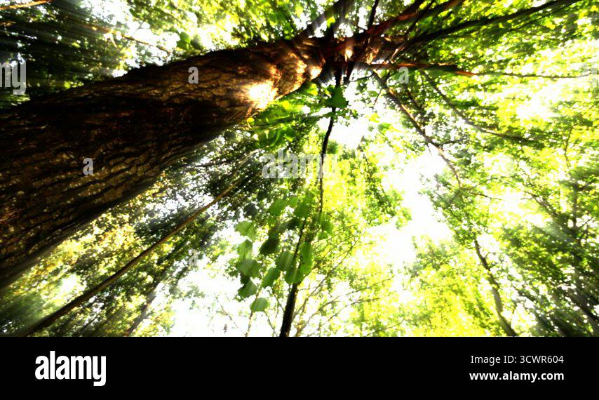 Forest sun ray Stock Videos & Footage - HD and 4K Video Clips - Alamy