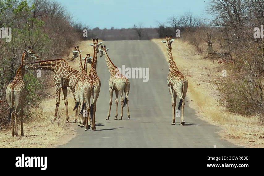 Giraffe in Kruger National park, South Africa Stock Video Footage - Alamy