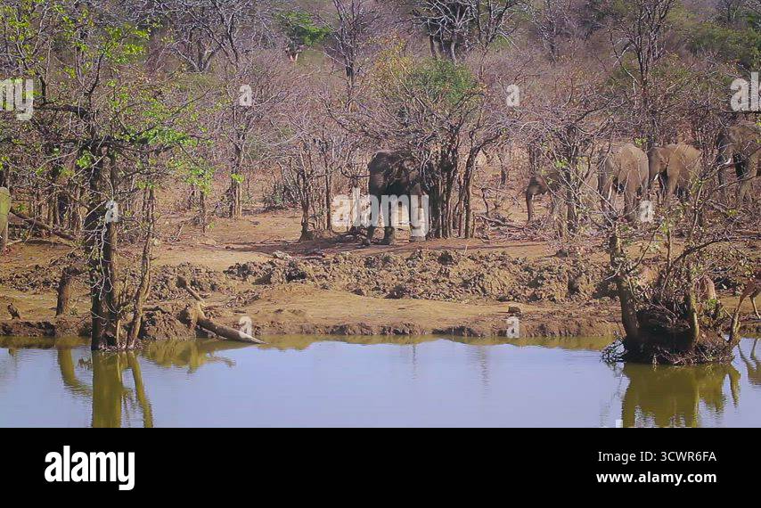 African bush elephant in Kruger National park, South Africa Stock Video ...