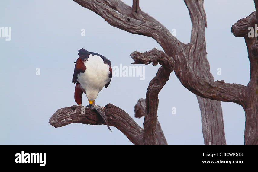 African fish eagle in Kruger National park, South Africa Stock Video ...