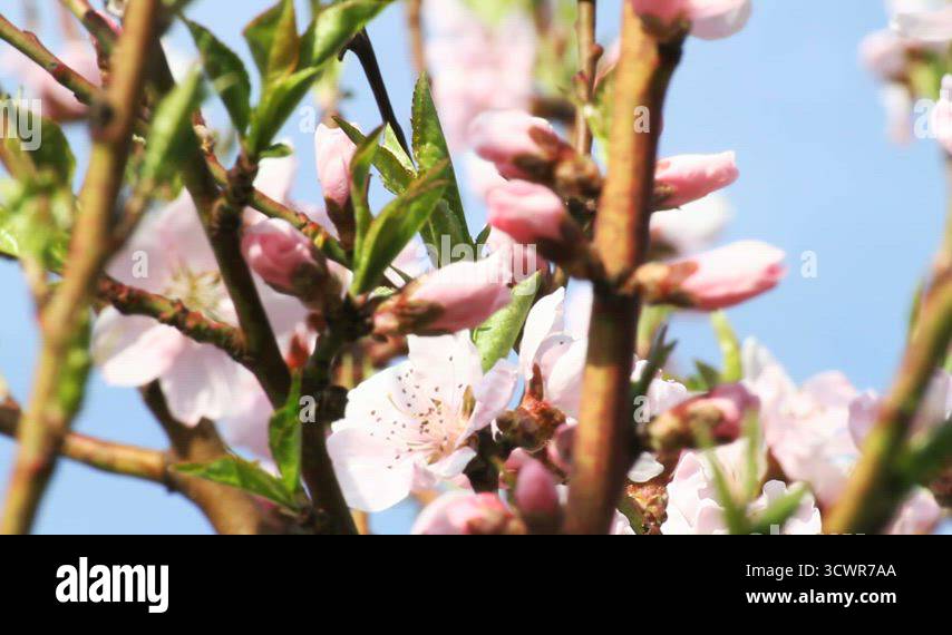 spring tree flower Stock Video Footage - Alamy