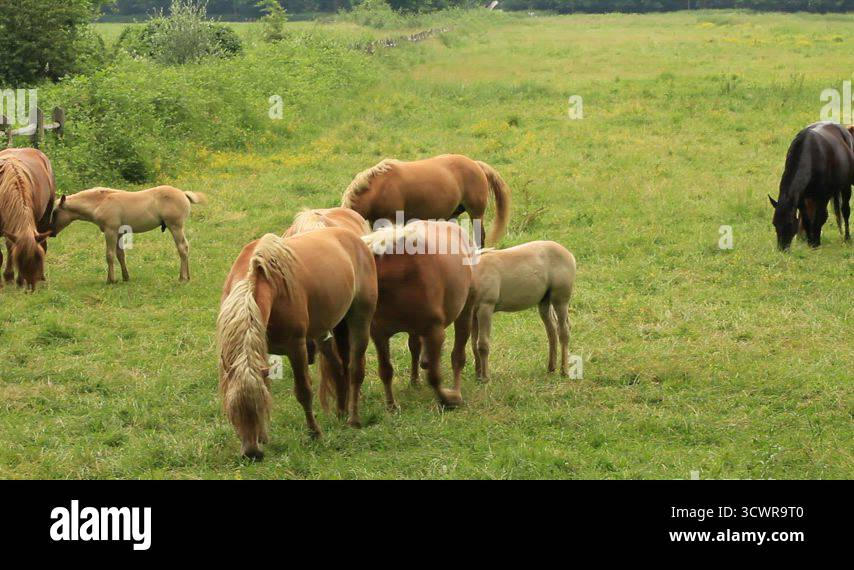 herd of horses with their ponies in the country Stock Video Footage - Alamy