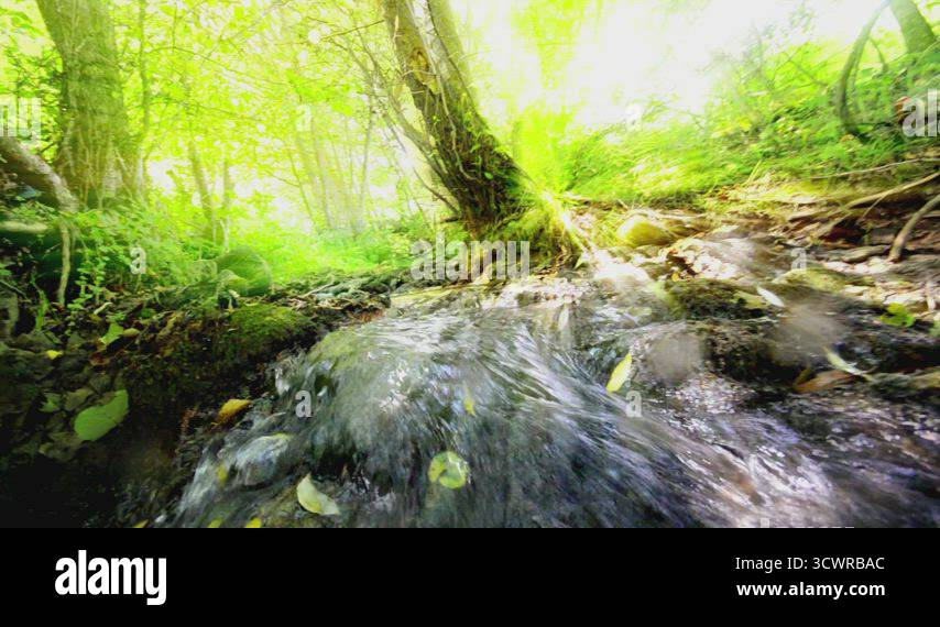 Rainforest with stream flowing through it Stock Video Footage - Alamy