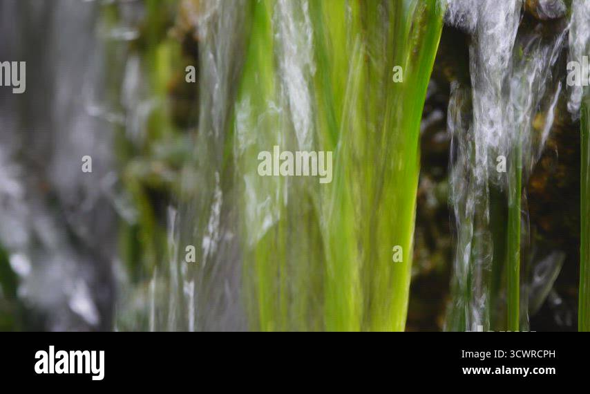 Small waterfall, Enteromorpha, green algae in fast flowing water from a ...